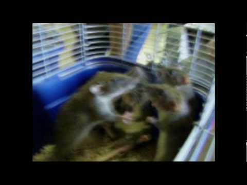 Pet Rats: Aggressive Behaviors to Prevent During Rat-Rat Introductions