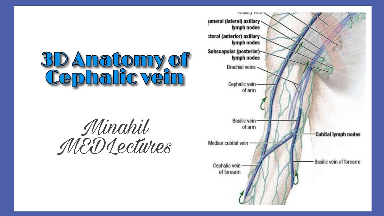 Cephalic vein | 3D Anatomy | Origin, Course and termination