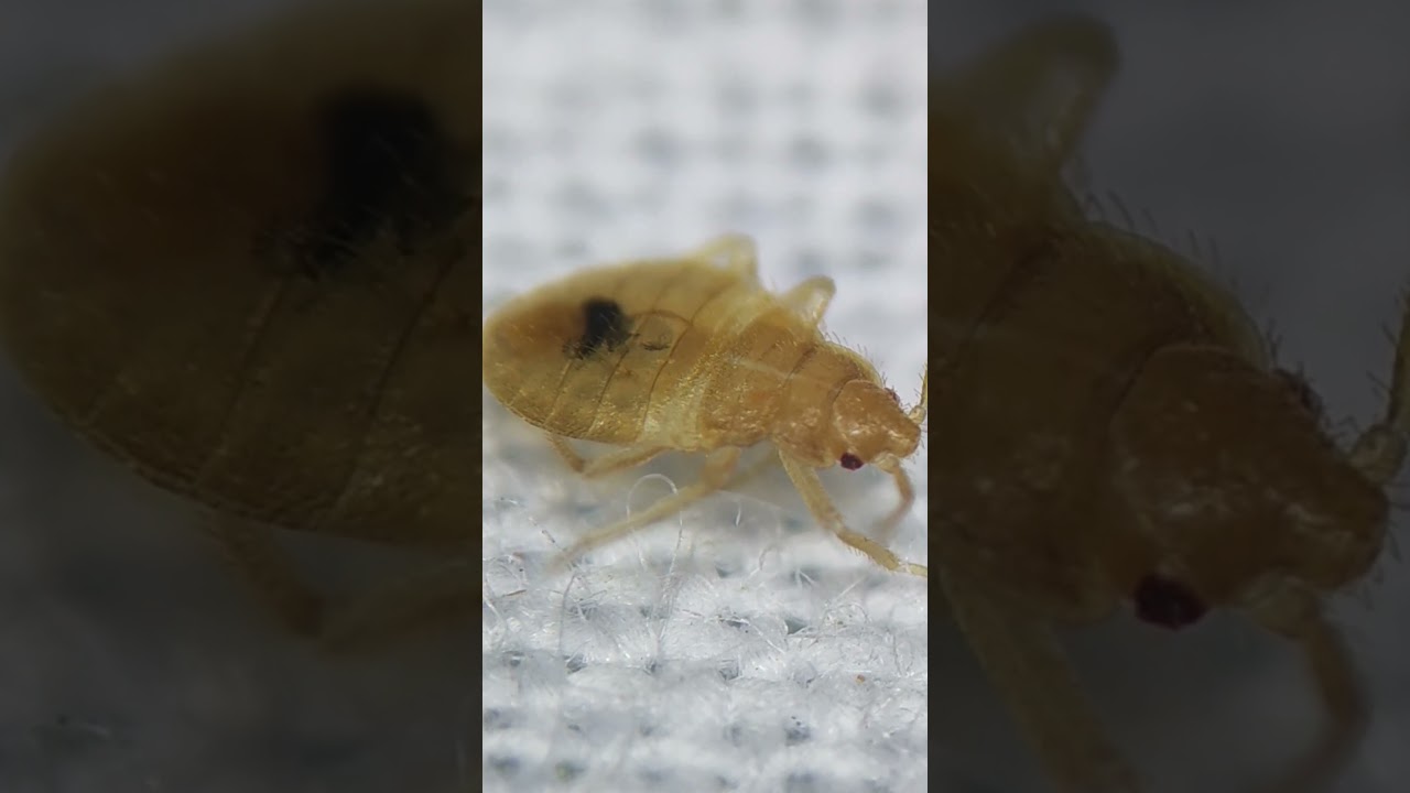 BED BUGS UNDER A MICROSCOPE