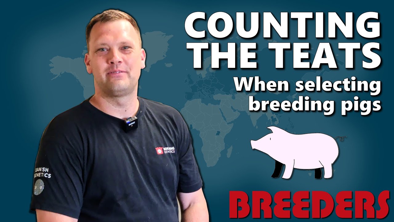COUNTING THE TEATS - When selecting breeding pigs 🐷