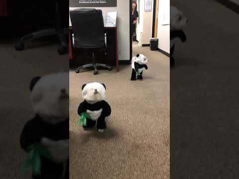 Dogs in Panda Costumes