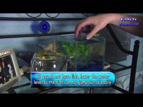 Keeping Siamese Fighting Fish - Bettas