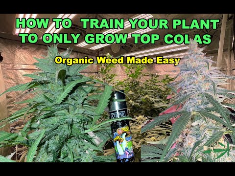 How to Train Cannabis Plants to only Grow Top Colas! Low & High Stress Training Techniques