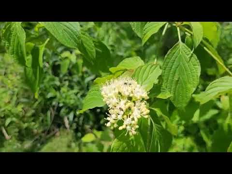 Pagoda Dogwood, Beautiful and Great for Wildlife