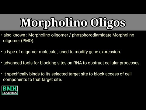 Morpholino Oligos | What Are Morpholinos |