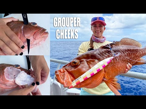 GROUPER CHEEKS - FISH DELICACY! Catch Clean Cook Grouper Cheeks | Gale Force Twins