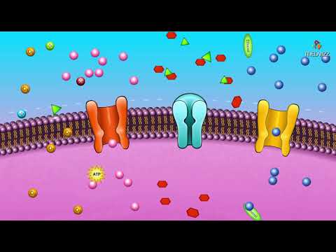 Cell membrane permeability - Animated membrane physiology
