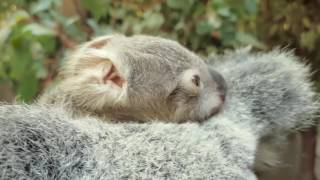 Holy OMG, This Baby Koala Is The Best Thing You'll Ever See