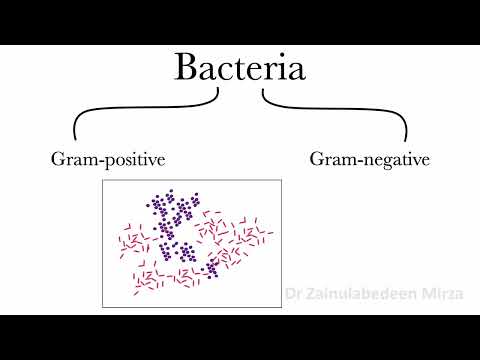 Difference between gram positive and gram negative bacteria cell wall: crystal violet staining