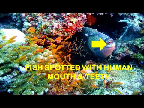 Rare Fish found on earth | Fish spotted with human Mouth & Teeth | Trigger Fish |