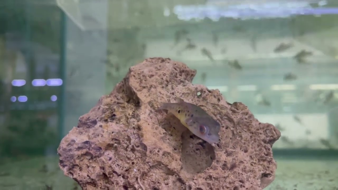 Fang´s Kugelfisch Pao leiurus, 29,99