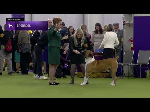 Boerboel | Breed Judging 2025