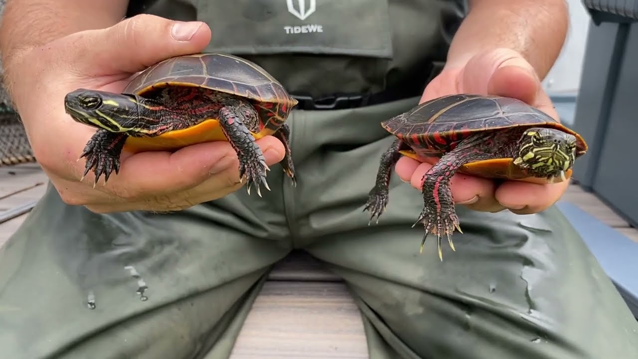 Female vs Male Eastern Painted Turtles