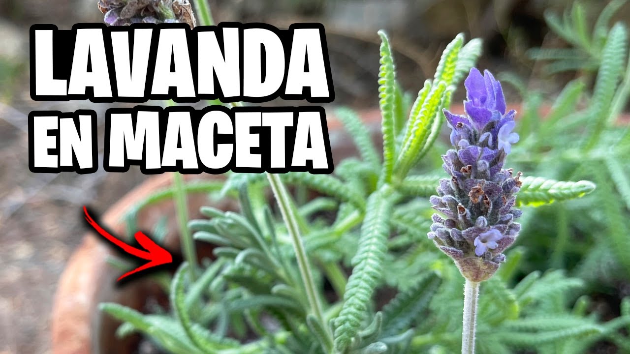 Cómo plantar lavanda en maceta | Plantas