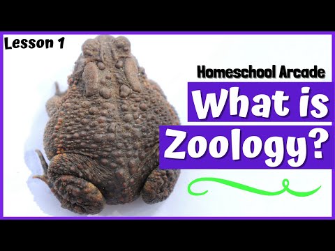 What is Zoology?