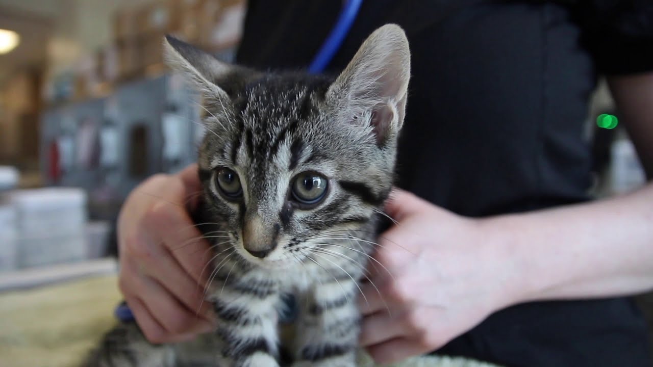 Did You Know One Cat Can Give Birth to Over 180 Kittens? | TNR Helps Limit Cat Overpopulation