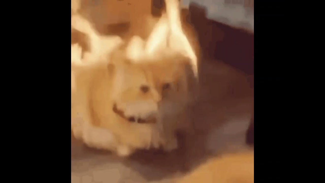 CGI fire burning cat meme with fire alarm and sirens