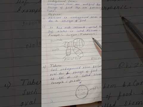 Define stem, character and underground stem (Rhizome, tuber, Bulb, corm)