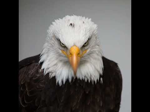 [WILDLIFE FACTS] Eagles have long been a symbol of power and freedom