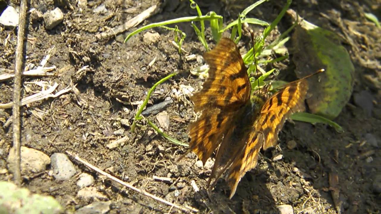 Polygonia c-album (Angelwing, Comma, C-Butterfly) moves around and shows her body characteristics