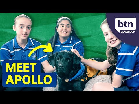 School Therapy Dog Helps Students - Behind the News