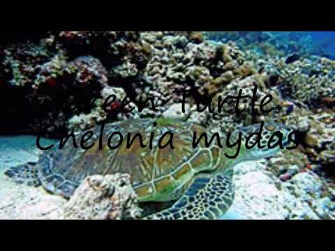 How to pronounce Green Turtle Chelonia mydas in Gujarati?