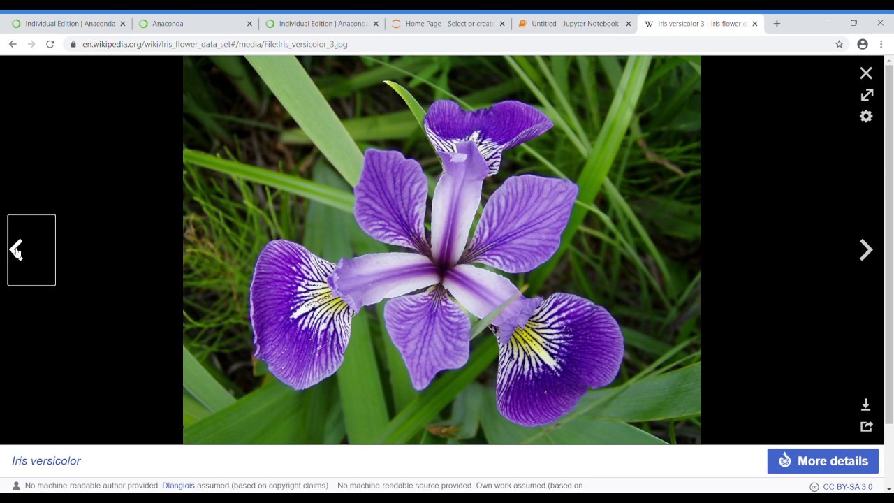 Random Forest Classifier on Iris Data Set