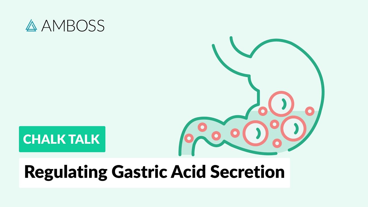 Regulating Gastric Acid Secretion: Acetylcholine, Gastrin, and Histamine