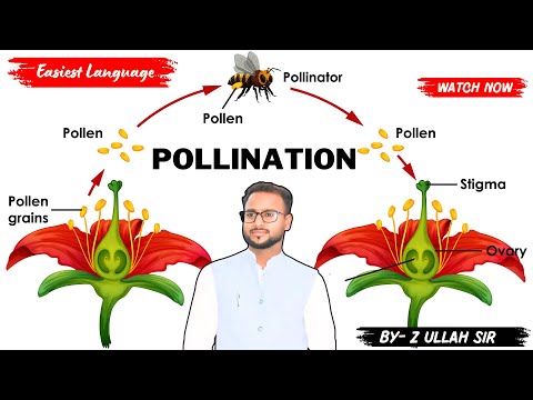 What is Pollination ? What is pollination Process?