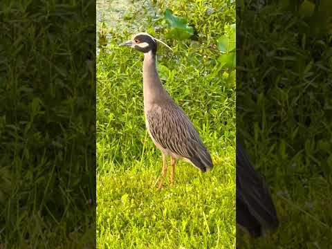 GREY HERON BIRD I #greyheron #heronbird #birdwatching #youtubeshorts #shorts