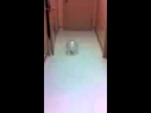 Rat in Exercise Ball