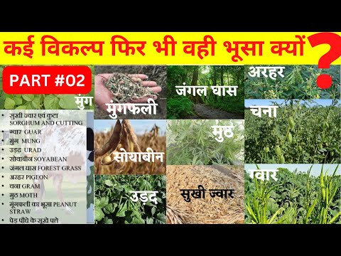 Best Variety of Dry Fodder for Gir and other Cattle - Benefits Side Effects