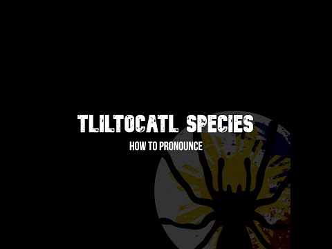 How to Pronounce: Tliltocatl Albopilosus