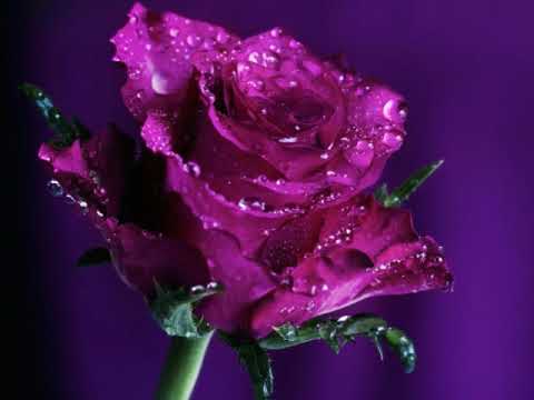 Mystic Purple Roses