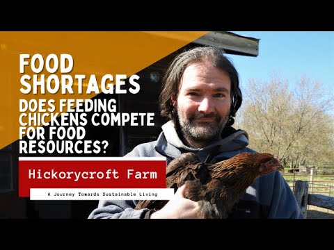 Food Shortages | Does Feeding Chickens Compete For Food Resources