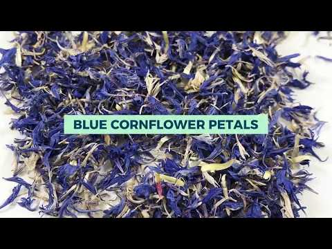 BLUE CORNFLOWER PETALS