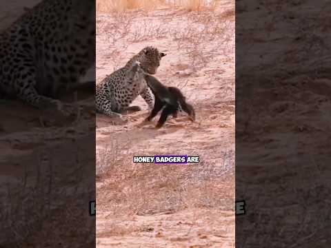 The Fearless Battle: Leopard vs. Honey Badger