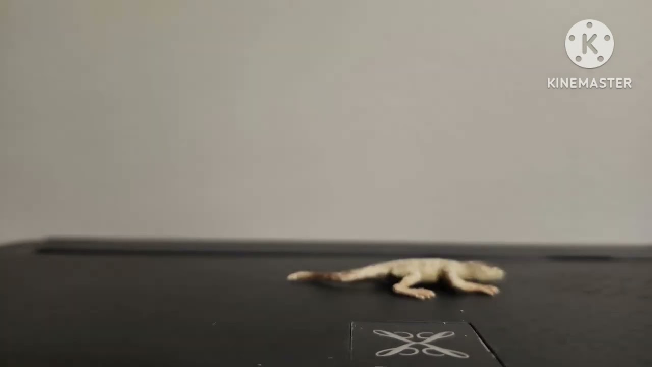 Dsungaripterus flight test
