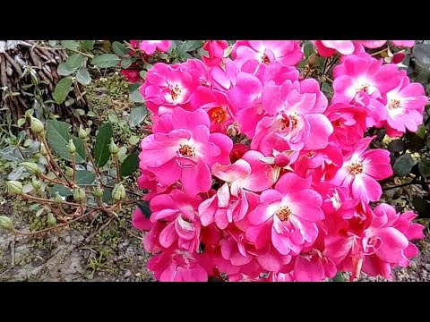 Simple tips for bushy rose flowers/Rose plant care in Hindi/Chinese rose /China rose/button rose