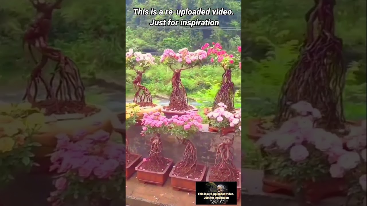 Inspirasi untuk bonsai bugenvil #bugenvil #bonsai