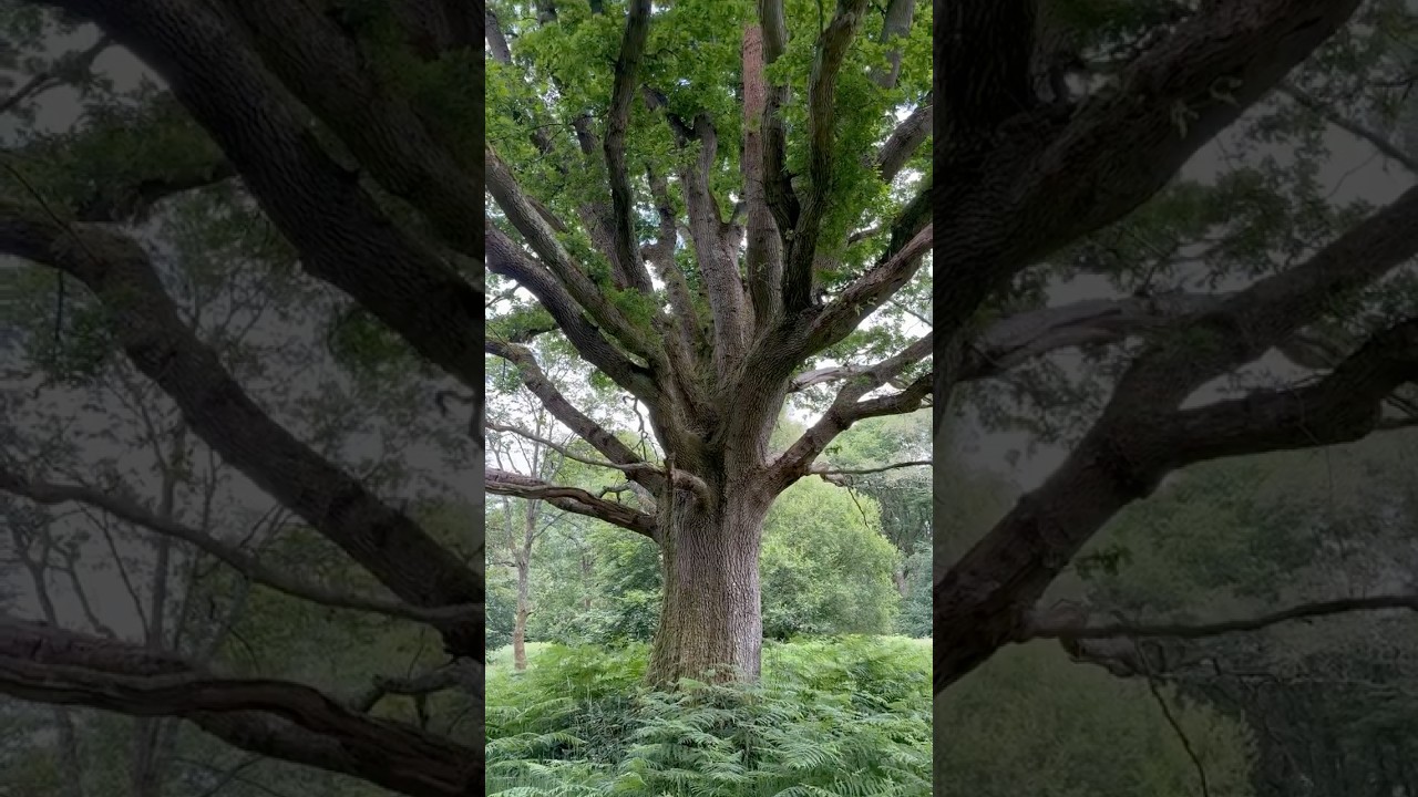 Oak Tree #subscribe #shortsfeed #shorts #trending #oaktree