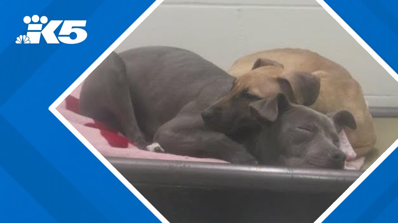 Tacoma animal shelter asks for fosters, adoptions amid record-breaking 'capacity crisis'