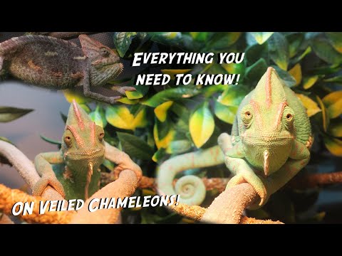 How To Care For Veiled Chameleons | FULL Care Tutorial!