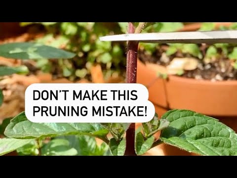 Don’t Make this Pruning Mistake! #shorts