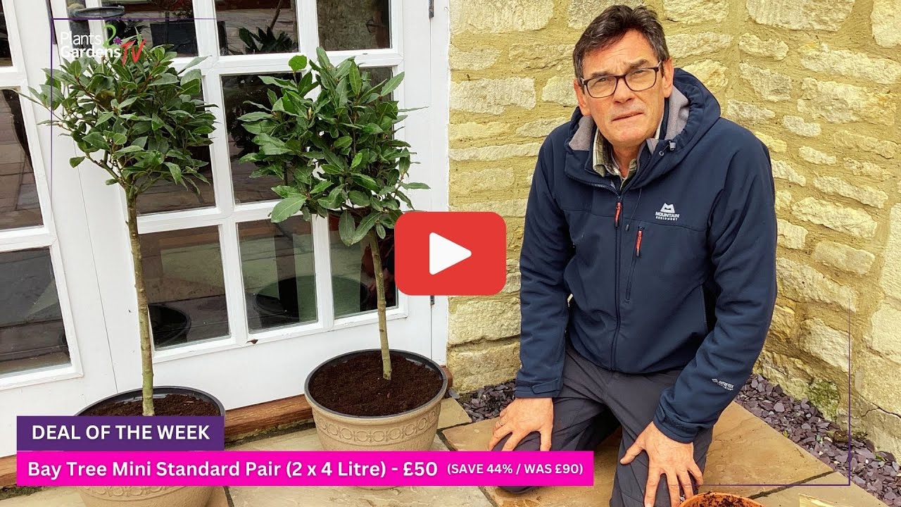How To Plant A Bay Tree (Mini Standard)