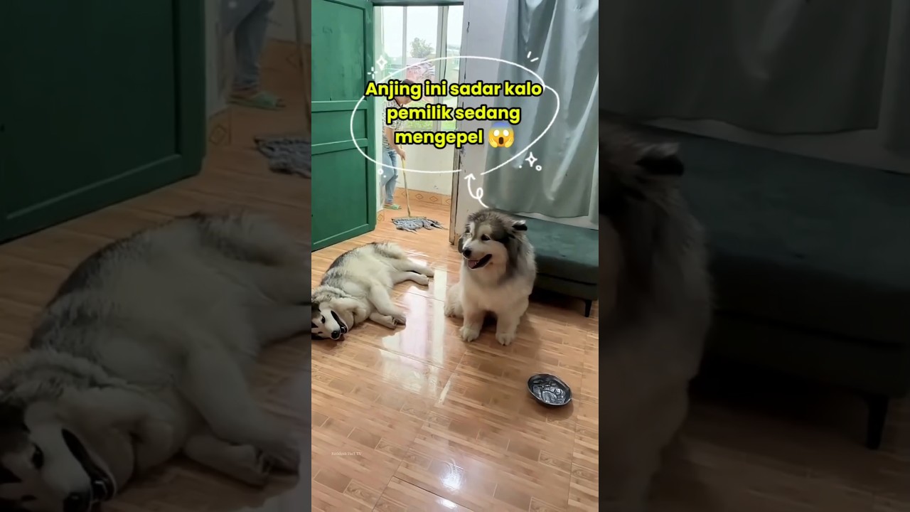 Anjing ini sangat menggemaskan 😱 #animals #anjing #anjinglucu #shots #amazing #viral #fypシ