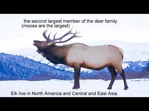 elk meaning | Vocabulary for Kids | Children's Dictionary | Learn English Vocabulary