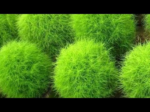 How to grow kochia plant / burning bush || care and tips for kochia