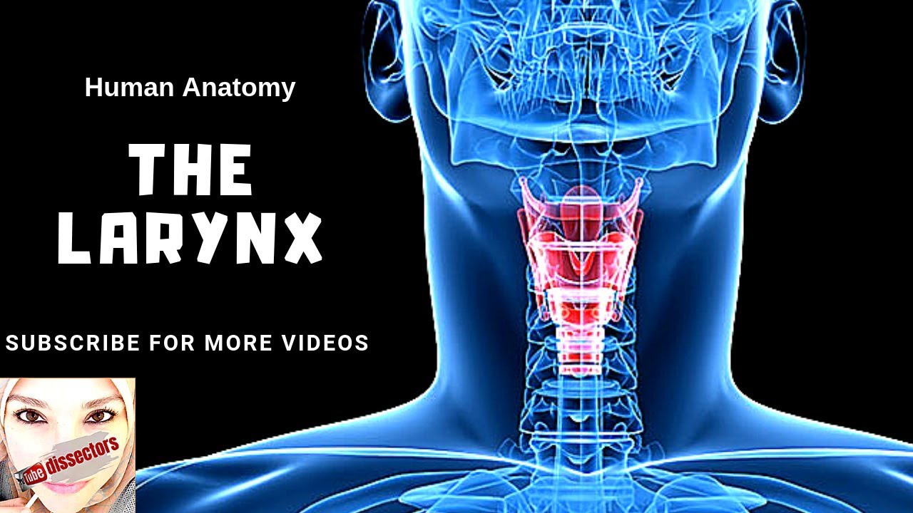 Human anatomy - The Larynx