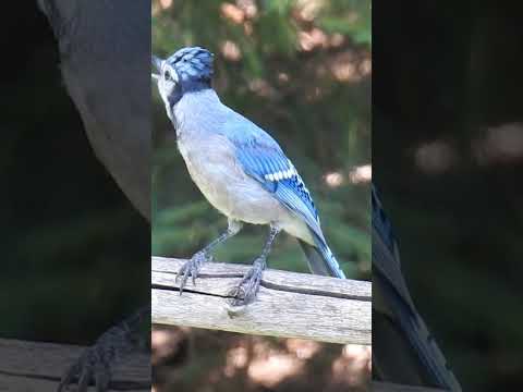 Blue Jay Calling Out and Other Blue Jays Respond